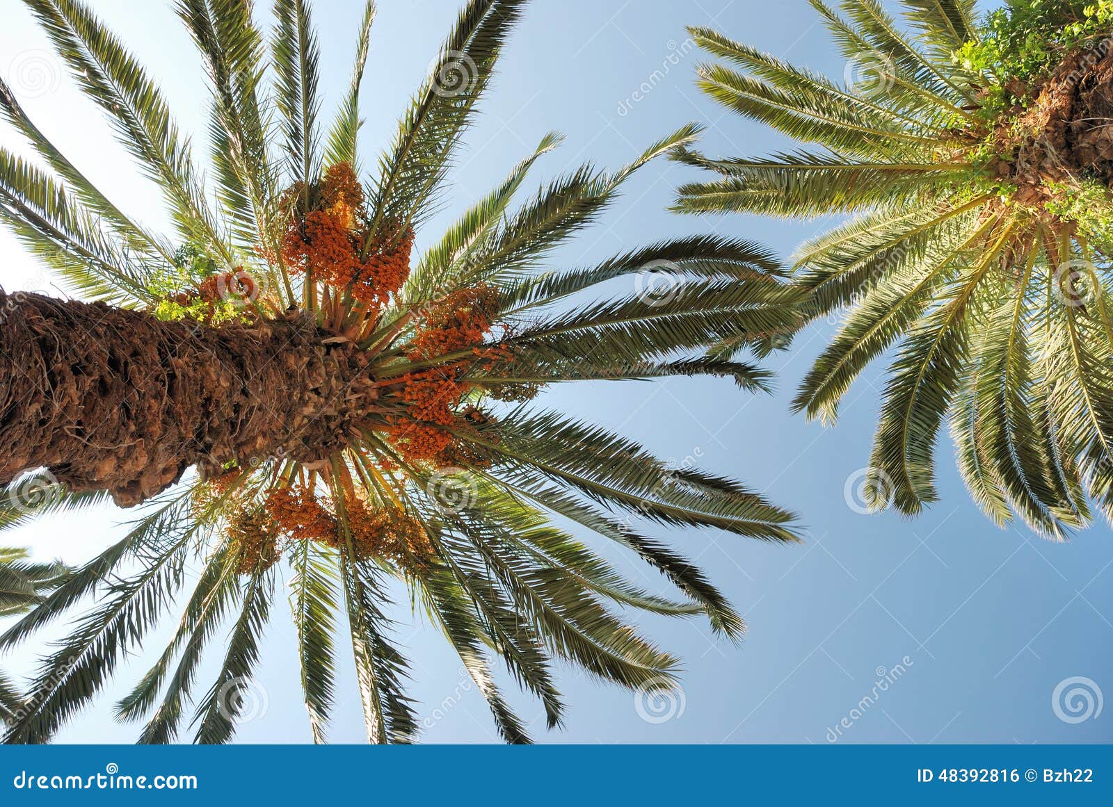 Palma datilera foto de archivo. Imagen de cielo, palma - 48392816