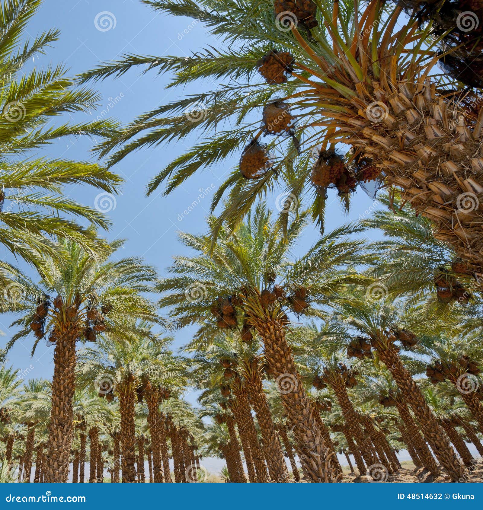 Palma datilera foto de archivo. Imagen de rural, israel - 48514632