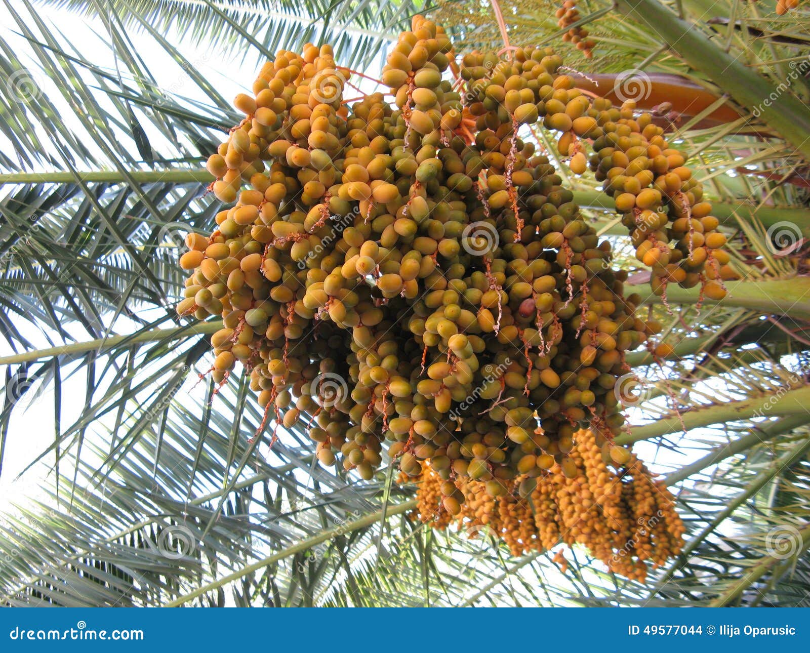 Palma datilera foto de archivo. Imagen de parque, cubo - 49577044