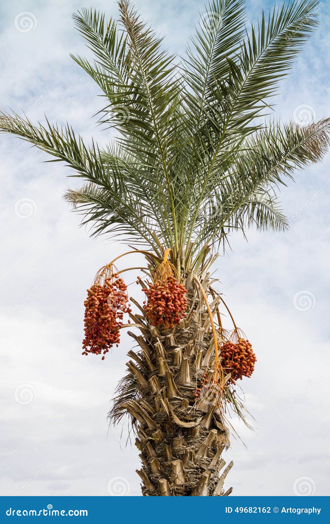 Palma datilera foto de archivo. Imagen de ruedas, modelo - 49682162