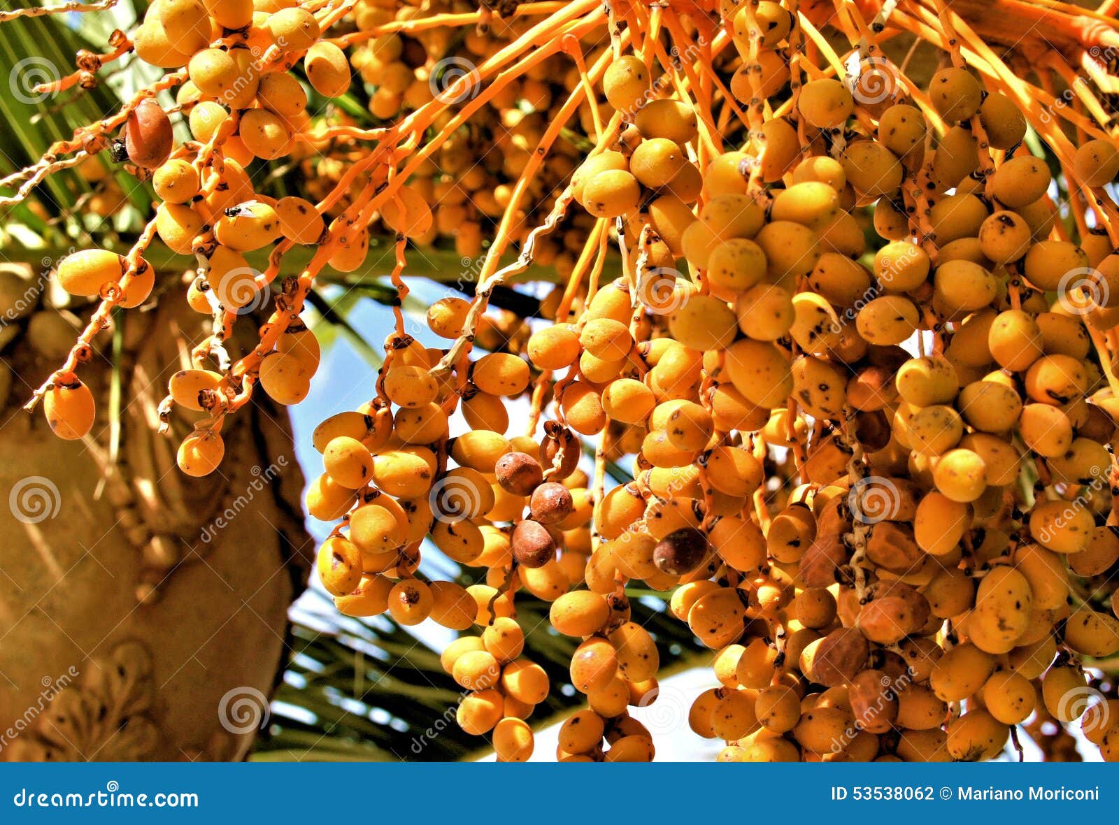 Palma datilera foto de archivo. Imagen de palma, color - 53538062