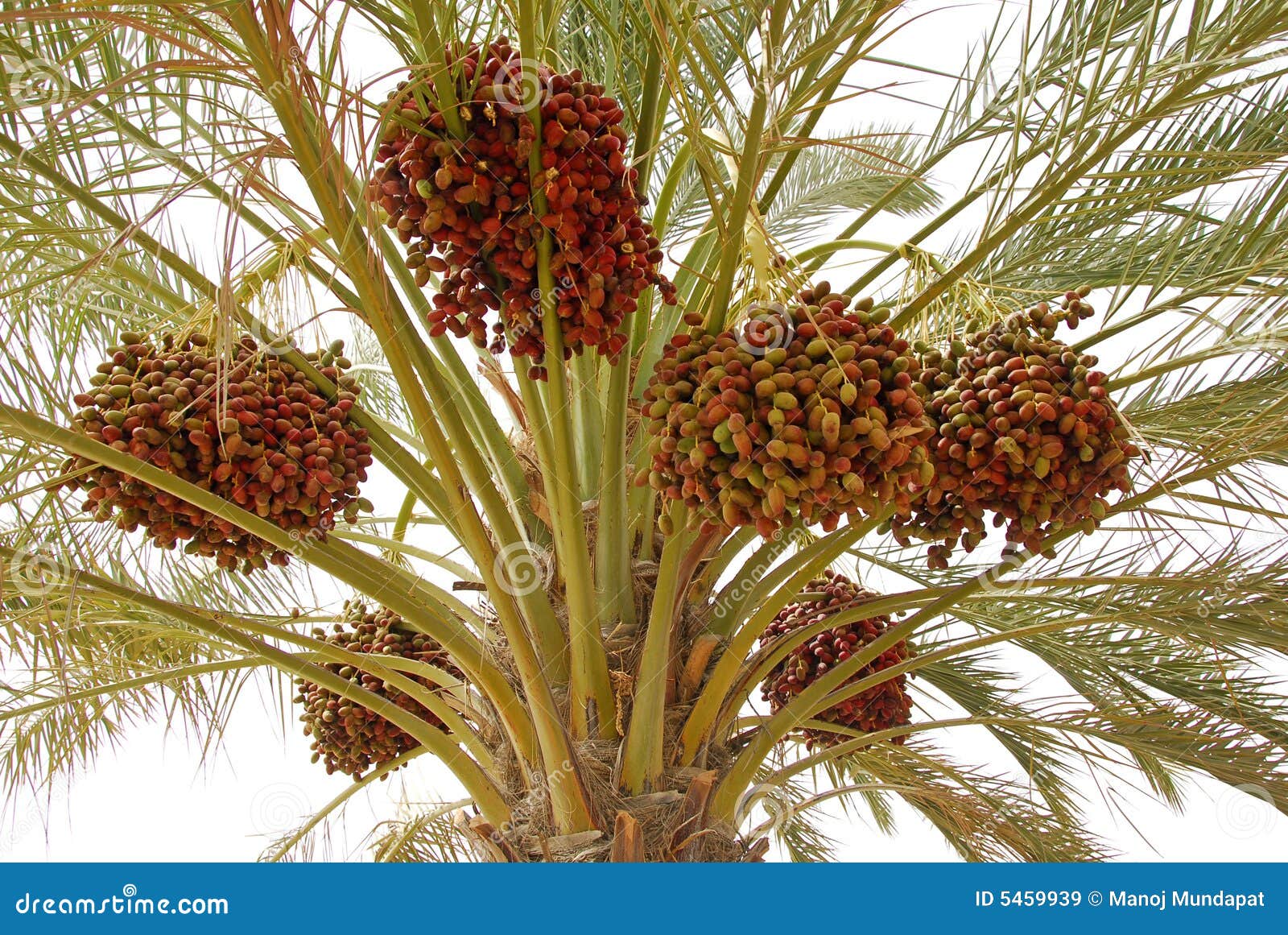 Palma datilera imagen de archivo. Imagen de medio, granja - 5459939