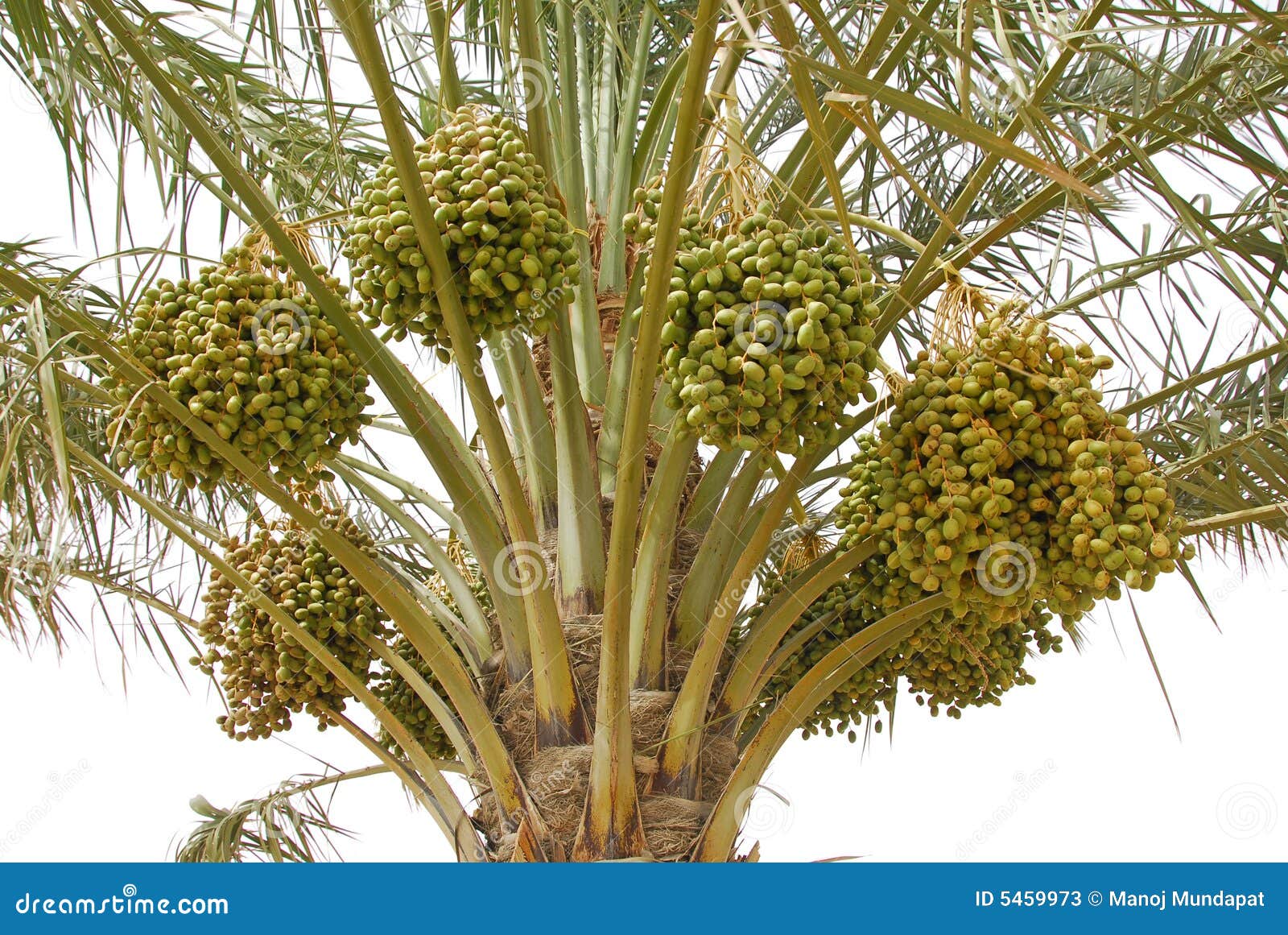 Palma datilera imagen de archivo. Imagen de granja, fruta - 5459973