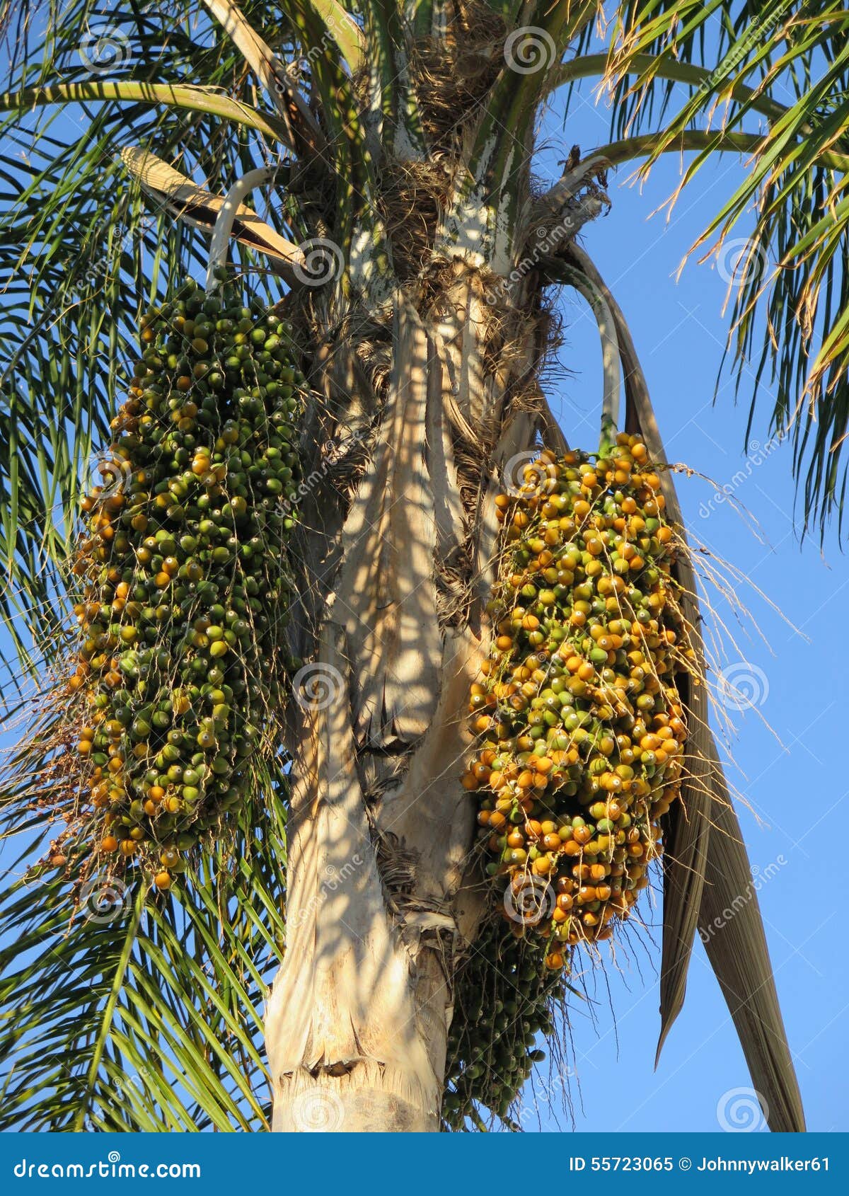 Palma datilera imagen de archivo. Imagen de frutas, cubo - 55723065