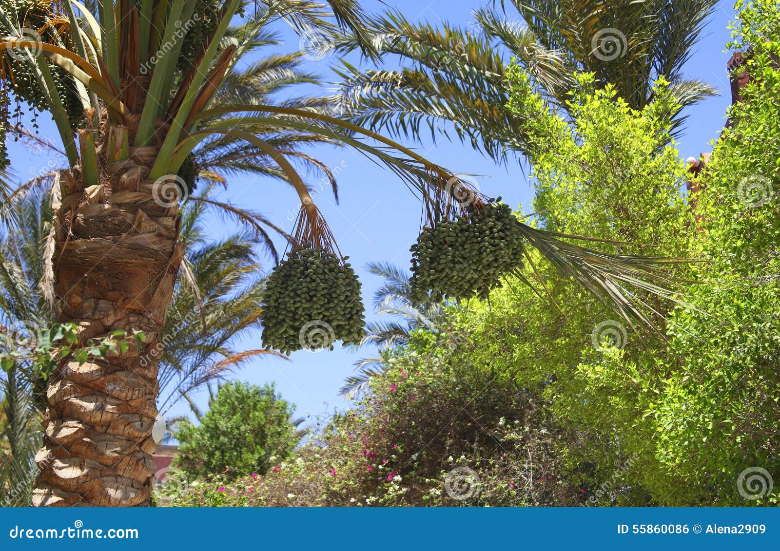 Palma datilera foto de archivo. Imagen de frutas, agricultura - 55860086
