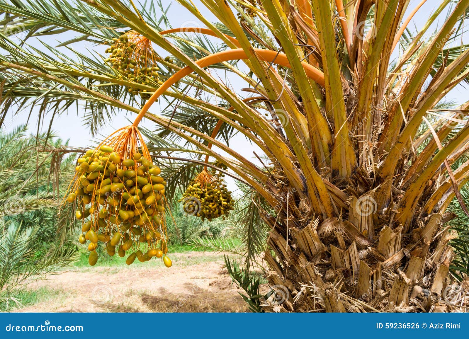 Palma datilera foto de archivo. Imagen de frutas, crecimiento - 59236526
