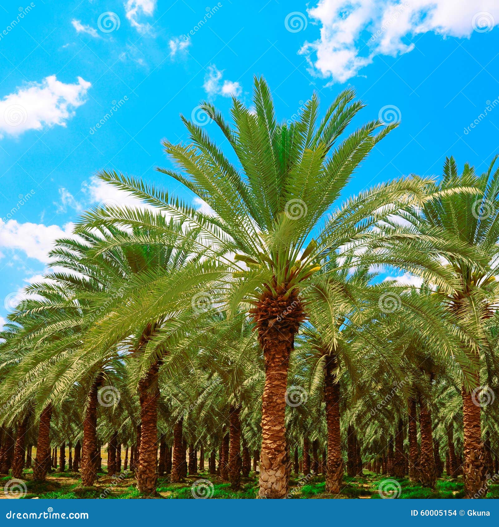 Palma datilera foto de archivo. Imagen de oriente, cultivado - 60005154