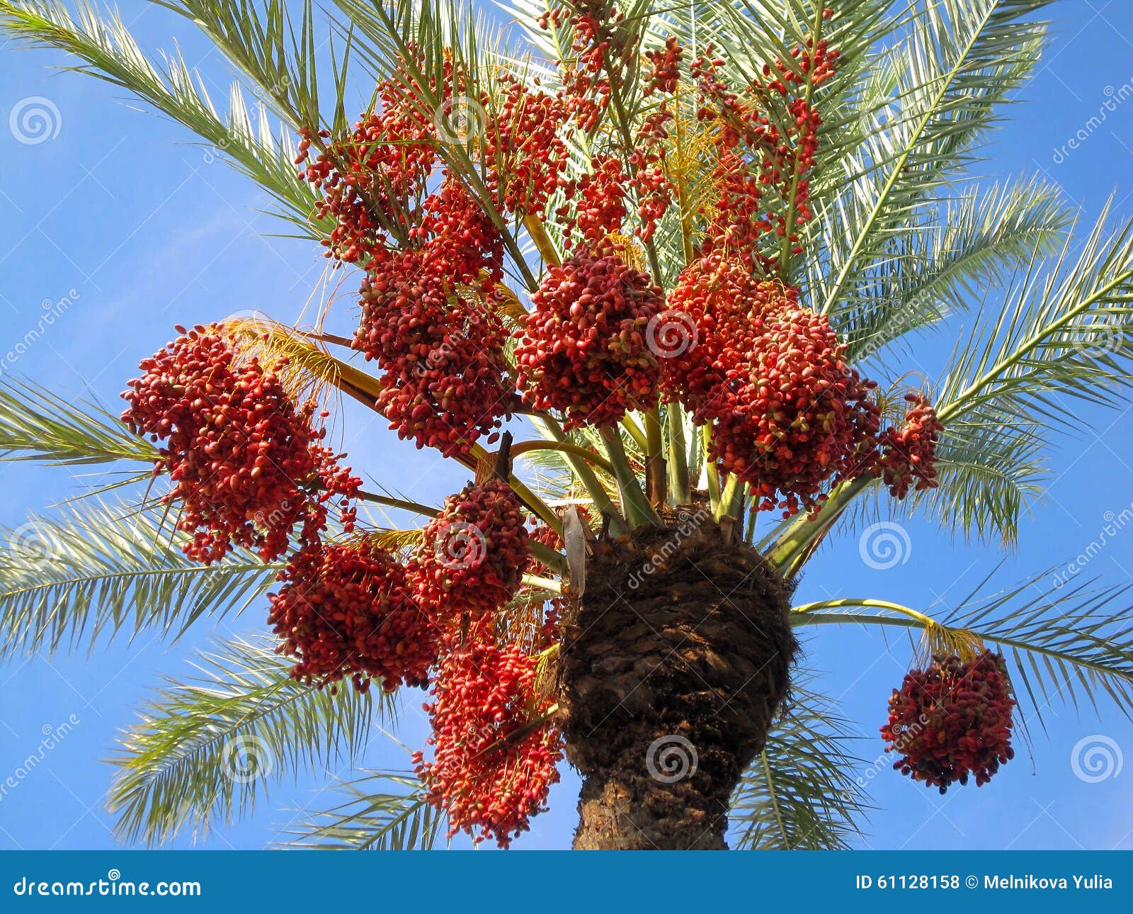 Palma datilera foto de archivo. Imagen de azul, travieso - 61128158
