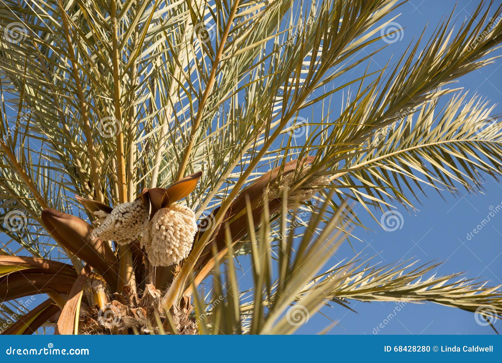 Palma datilera foto de archivo. Imagen de floraciones - 68428280