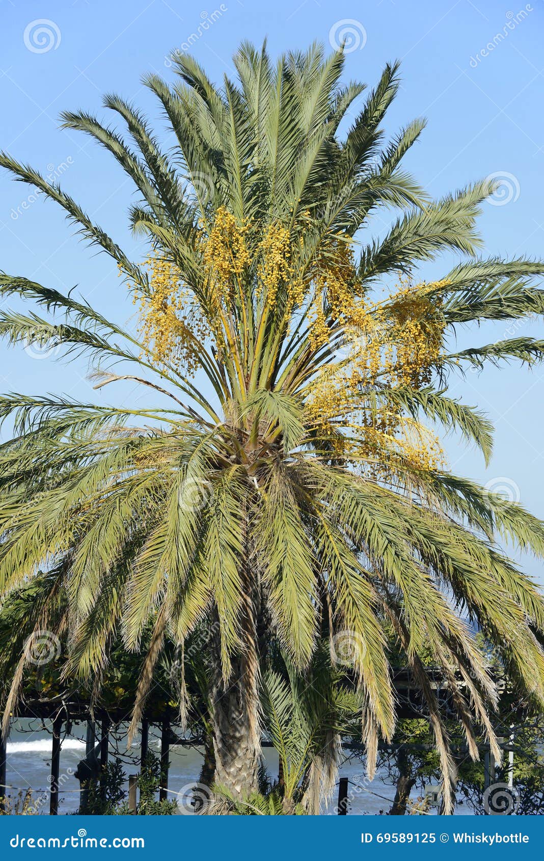 Palma datilera imagen de archivo. Imagen de chipre, amarillo - 69589125