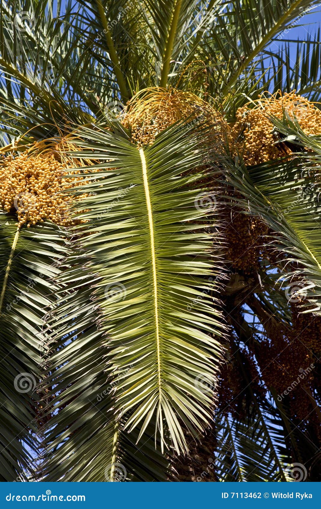 Palma datilera foto de archivo. Imagen de palma, belleza - 7113462