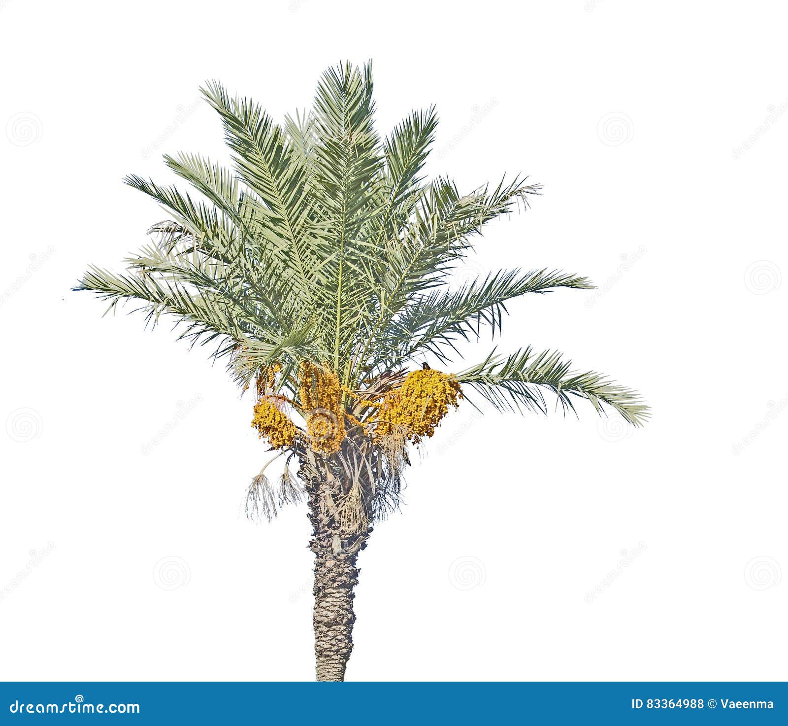 Palma datilera foto de archivo. Imagen de blanco, hoja - 83364988