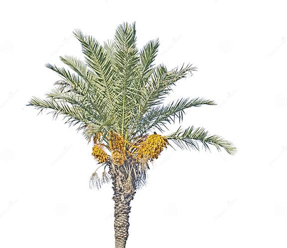 Palma datilera foto de archivo. Imagen de blanco, hoja - 83364988