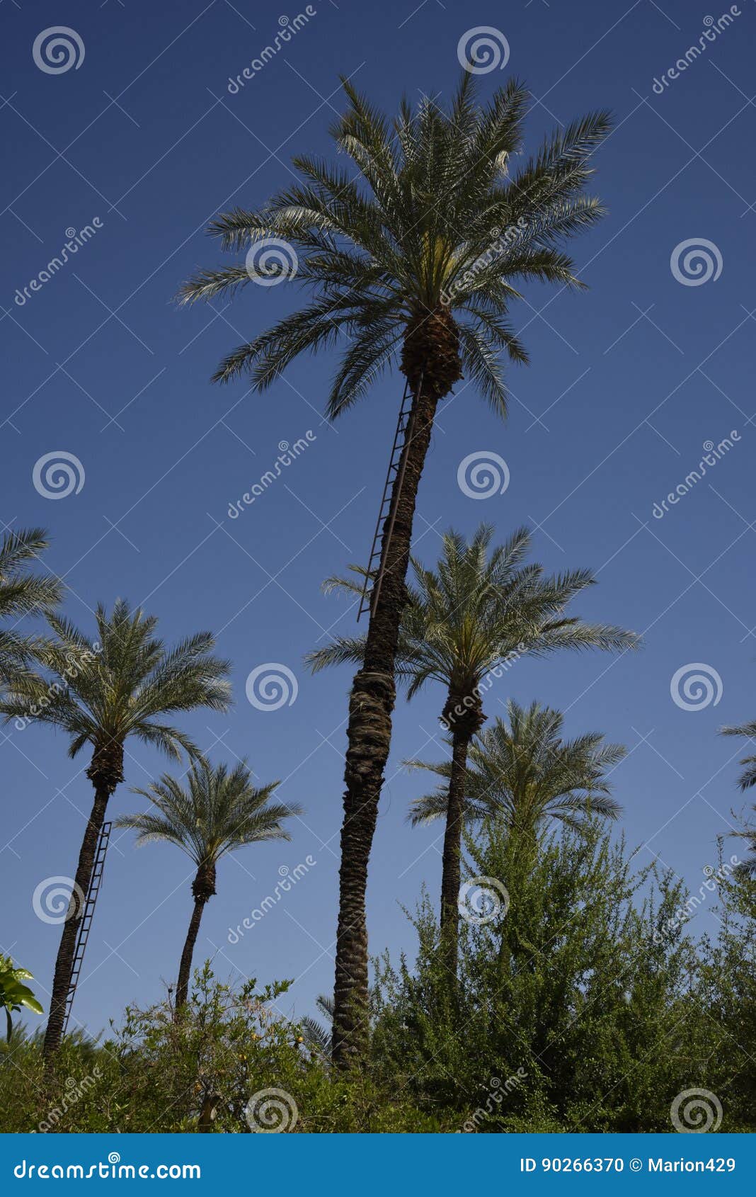 Palma datilera foto de archivo. Imagen de granja, azul - 90266370
