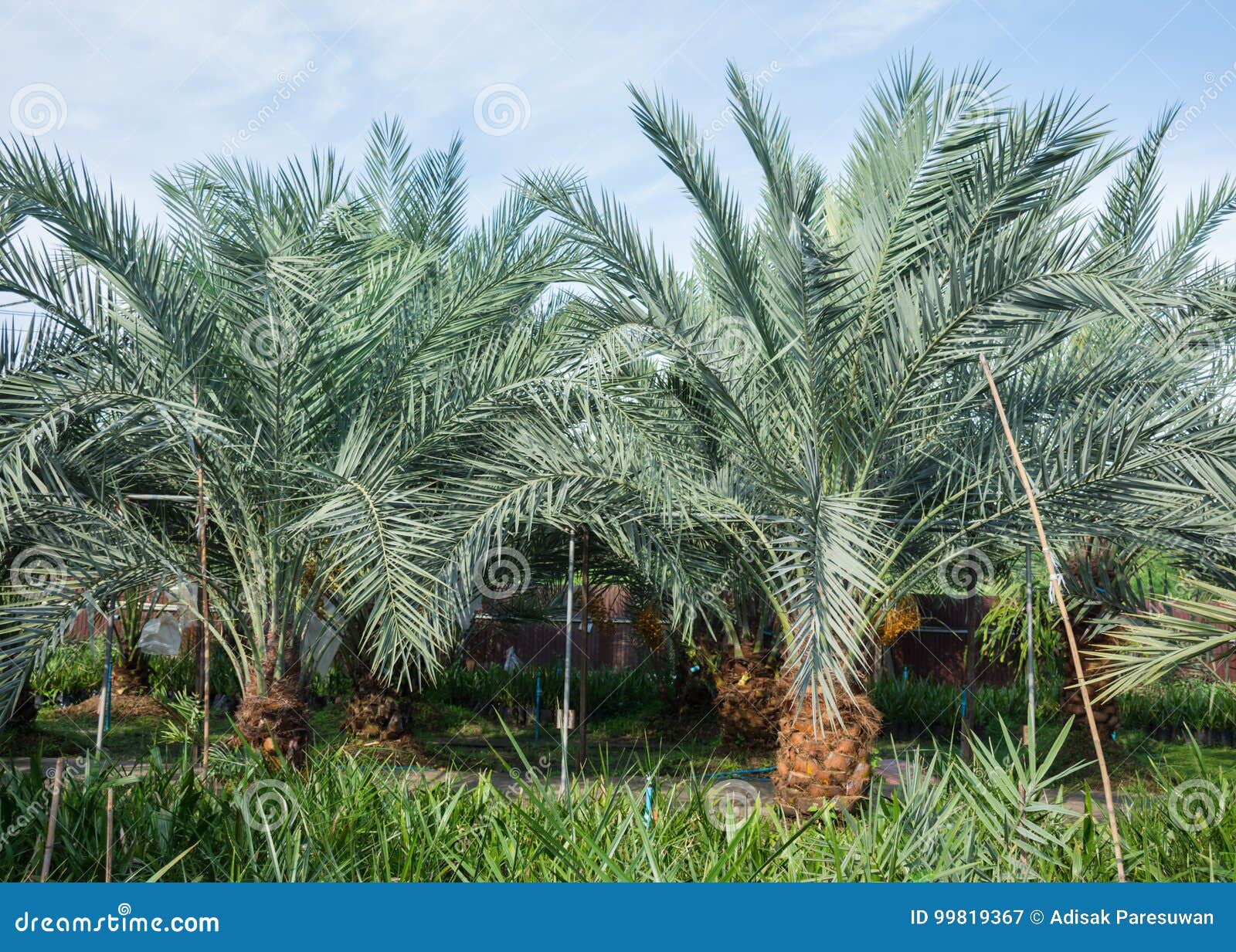 Palma datilera imagen de archivo. Imagen de exterior - 99819367