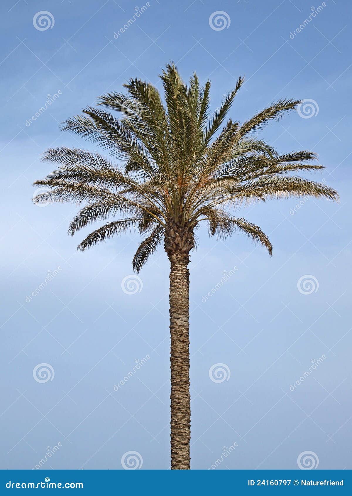 Palma Datilera (canariensis) De Phoenix, Cerdeña Imagen de archivo ...
