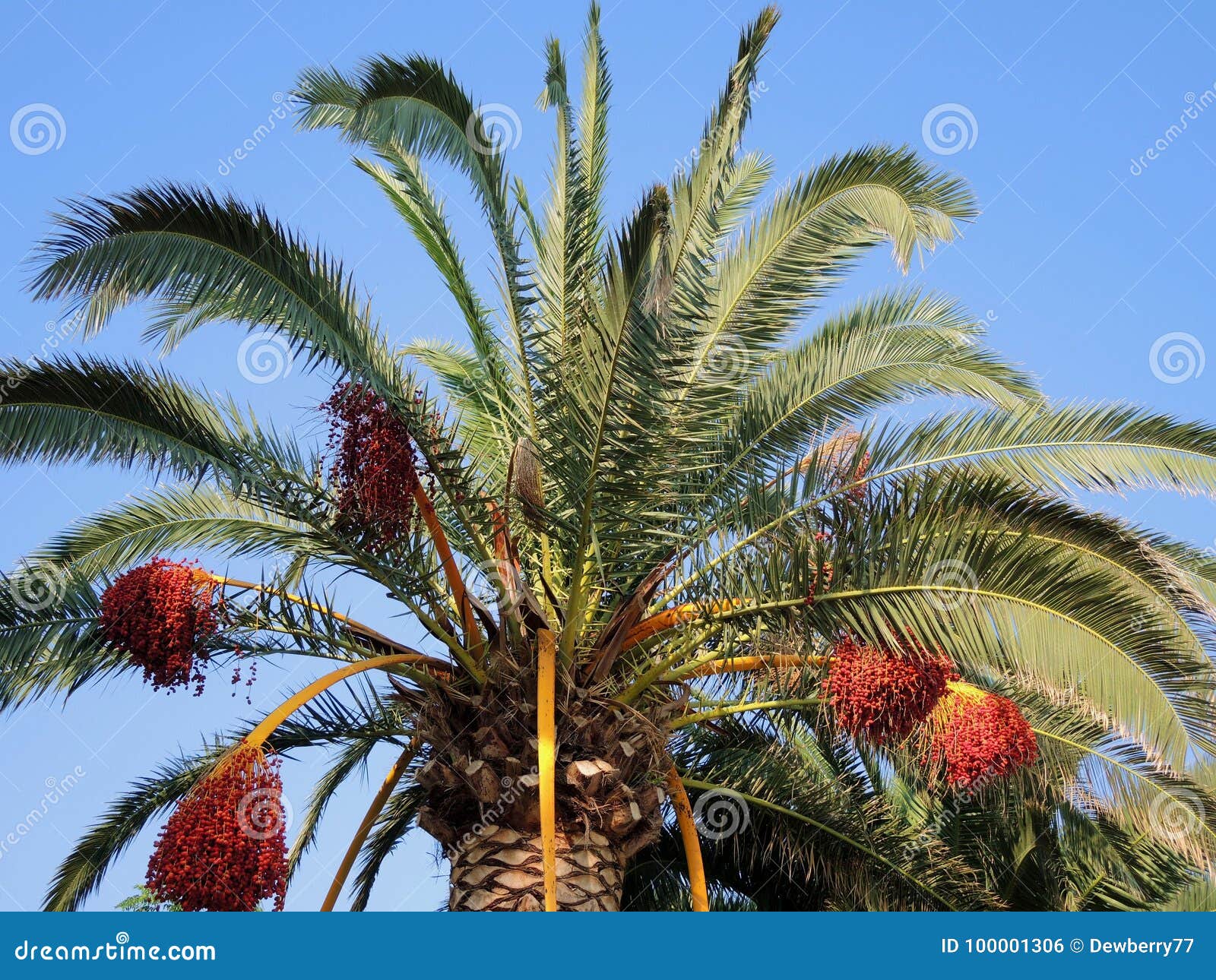 Palma Datilera Con Las Frutas Foto de archivo - Imagen de rojo, racimos ...