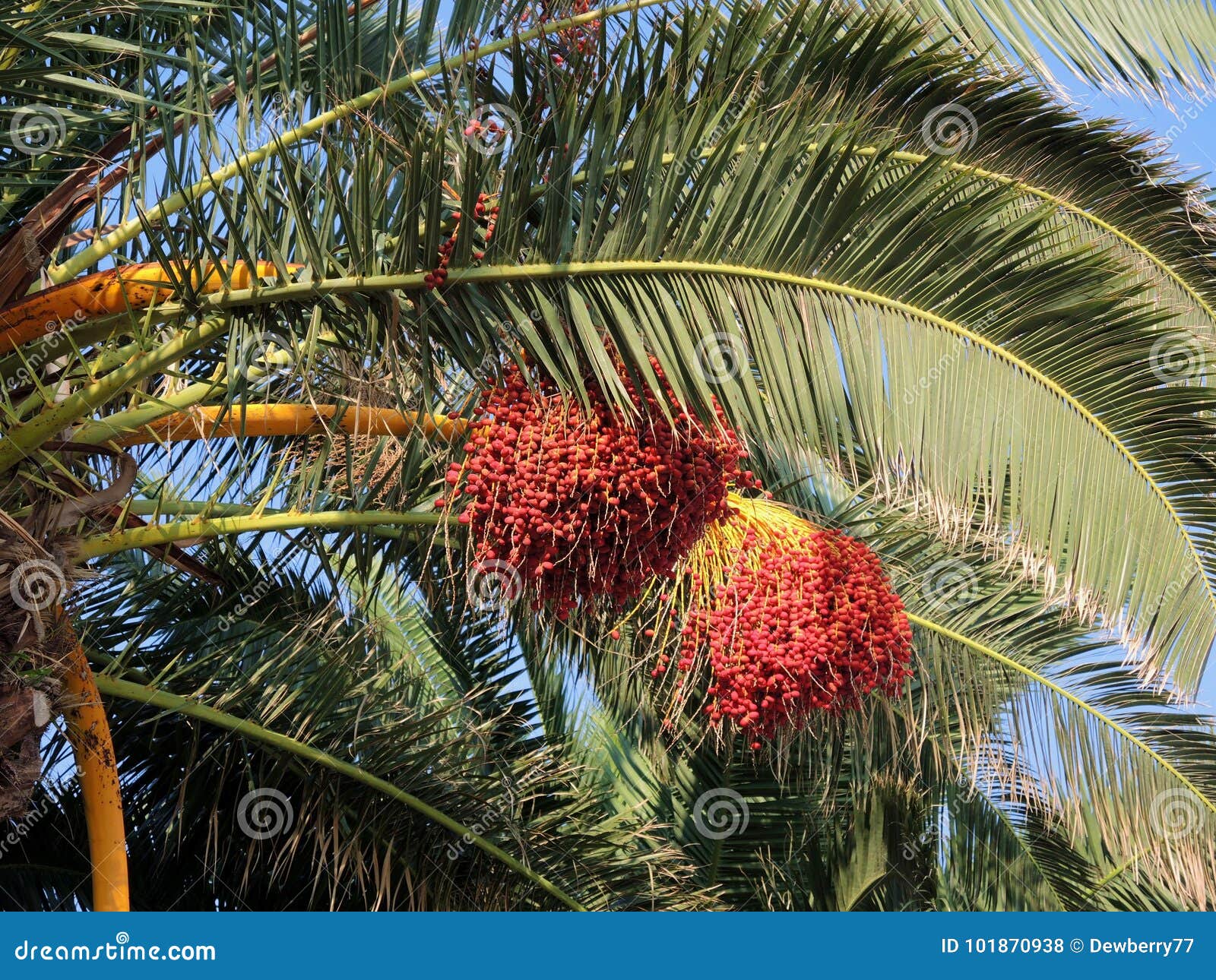 Palma Datilera Con Las Frutas Foto de archivo - Imagen de colorido ...