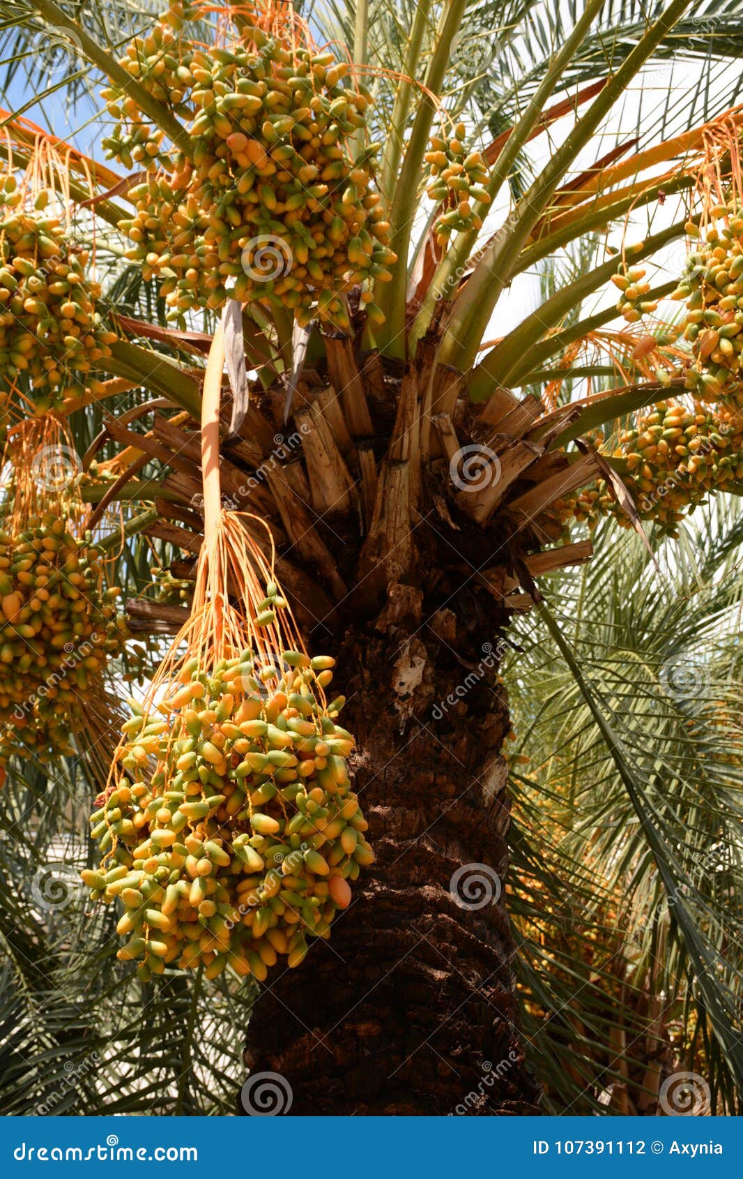 Palma Datilera Con Las Frutas Foto de archivo - Imagen de fecha, fruta ...