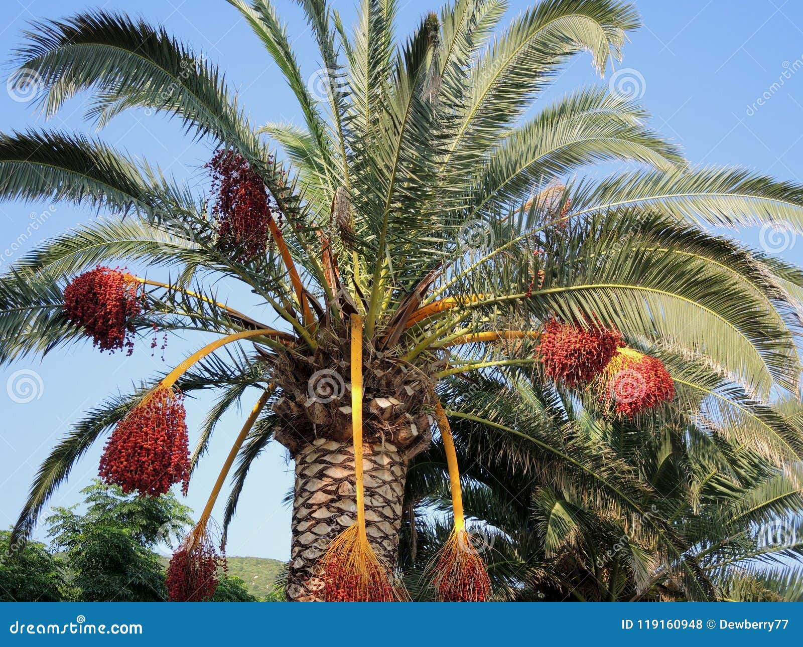 Palma Datilera Con Las Frutas Foto de archivo - Imagen de baya, cocina ...