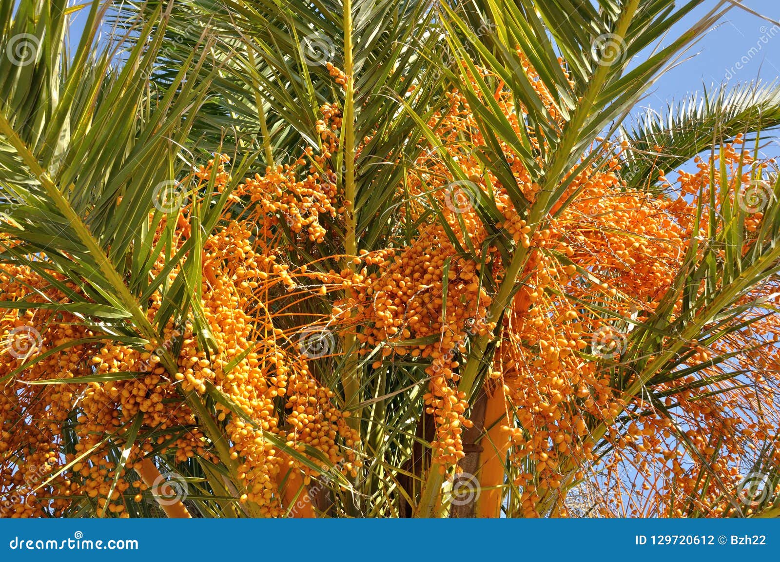 Palma Datilera Con Las Frutas Foto de archivo - Imagen de fechas, palma ...