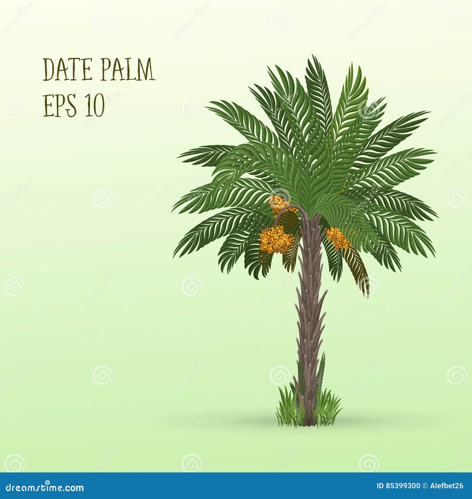 Palma Datilera Con Las Frutas Ilustración del Vector - Ilustración de ...