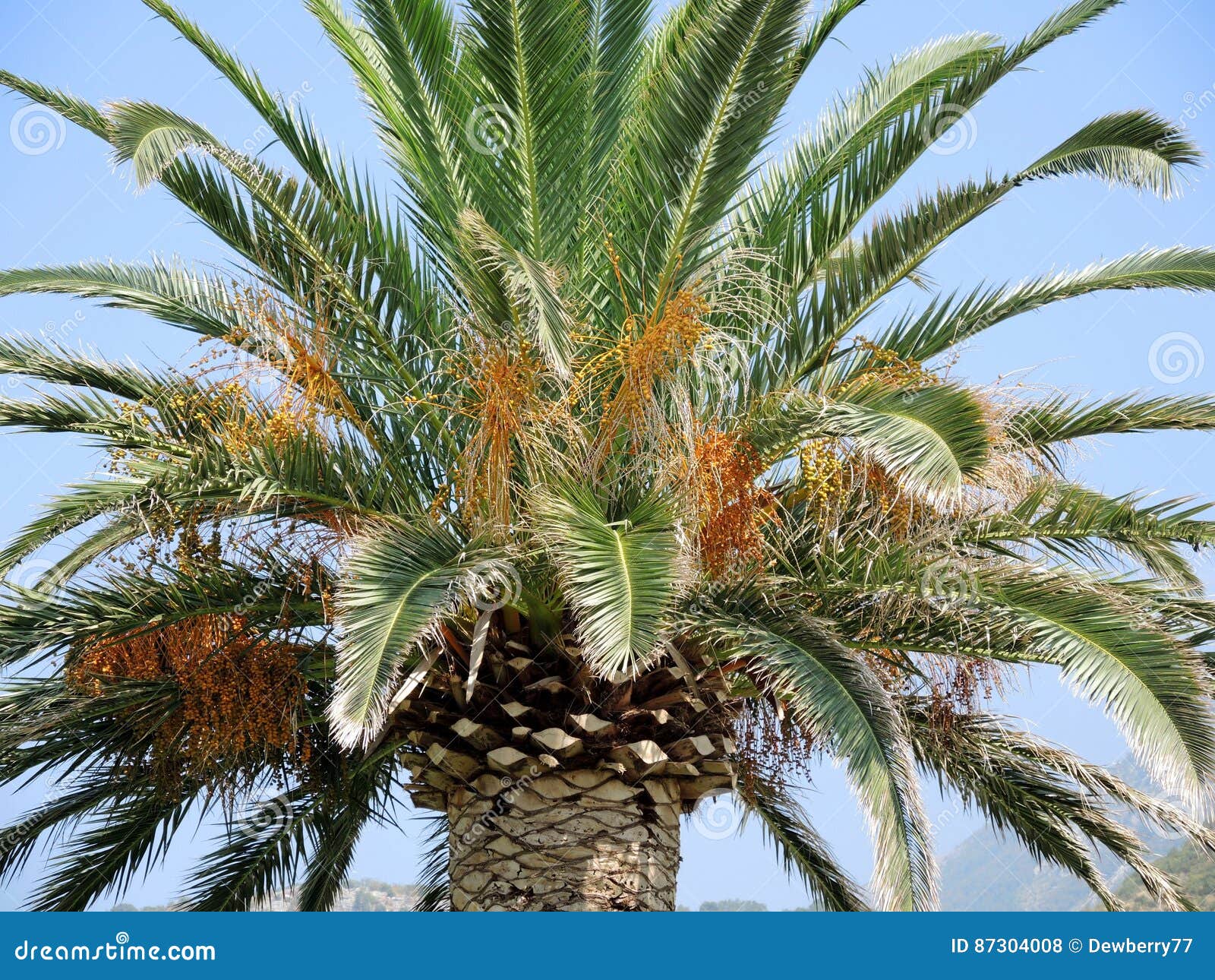 Palma Datilera Con Las Frutas Foto de archivo - Imagen de cocina ...