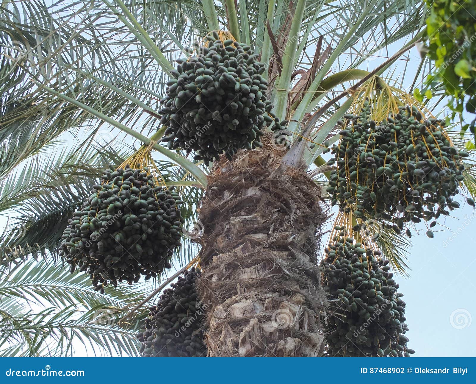 Palma Datilera Con Las Frutas Foto de archivo - Imagen de amarillo ...