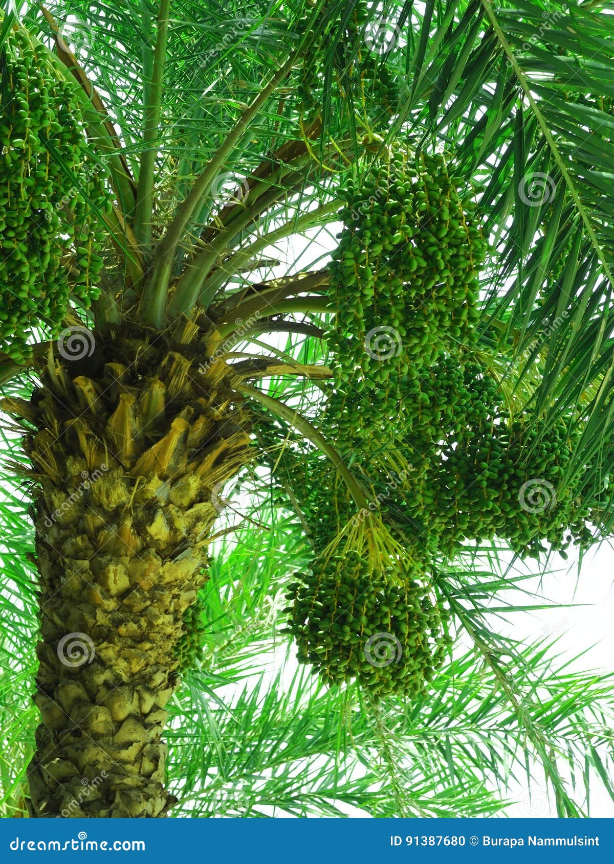 Palma Datilera Con Las Frutas Foto de archivo - Imagen de fruta, frutas ...