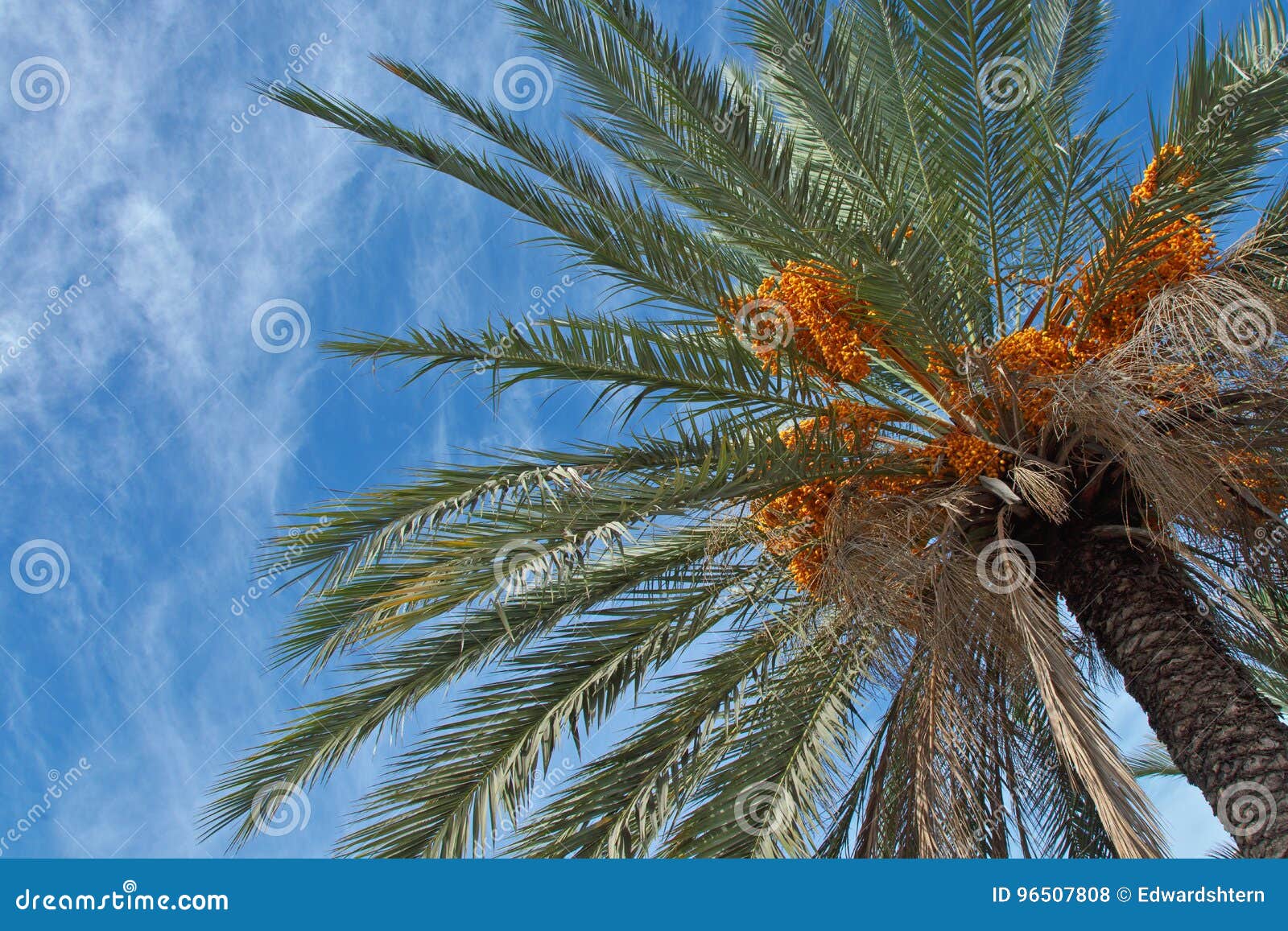 Palma Datilera Con Las Frutas Foto de archivo - Imagen de maduro, palma ...