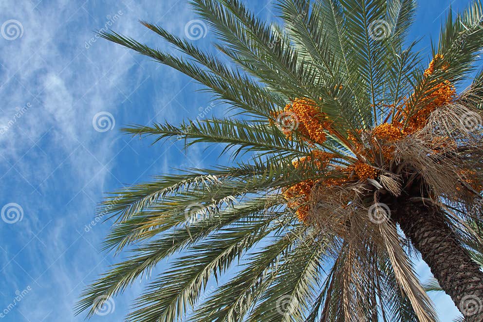 Palma Datilera Con Las Frutas Foto de archivo - Imagen de maduro, palma ...