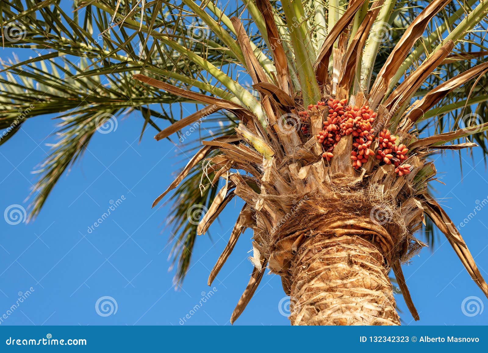 Palma Datilera Con Las Frutas Y Las Hojas Imagen de archivo - Imagen de ...
