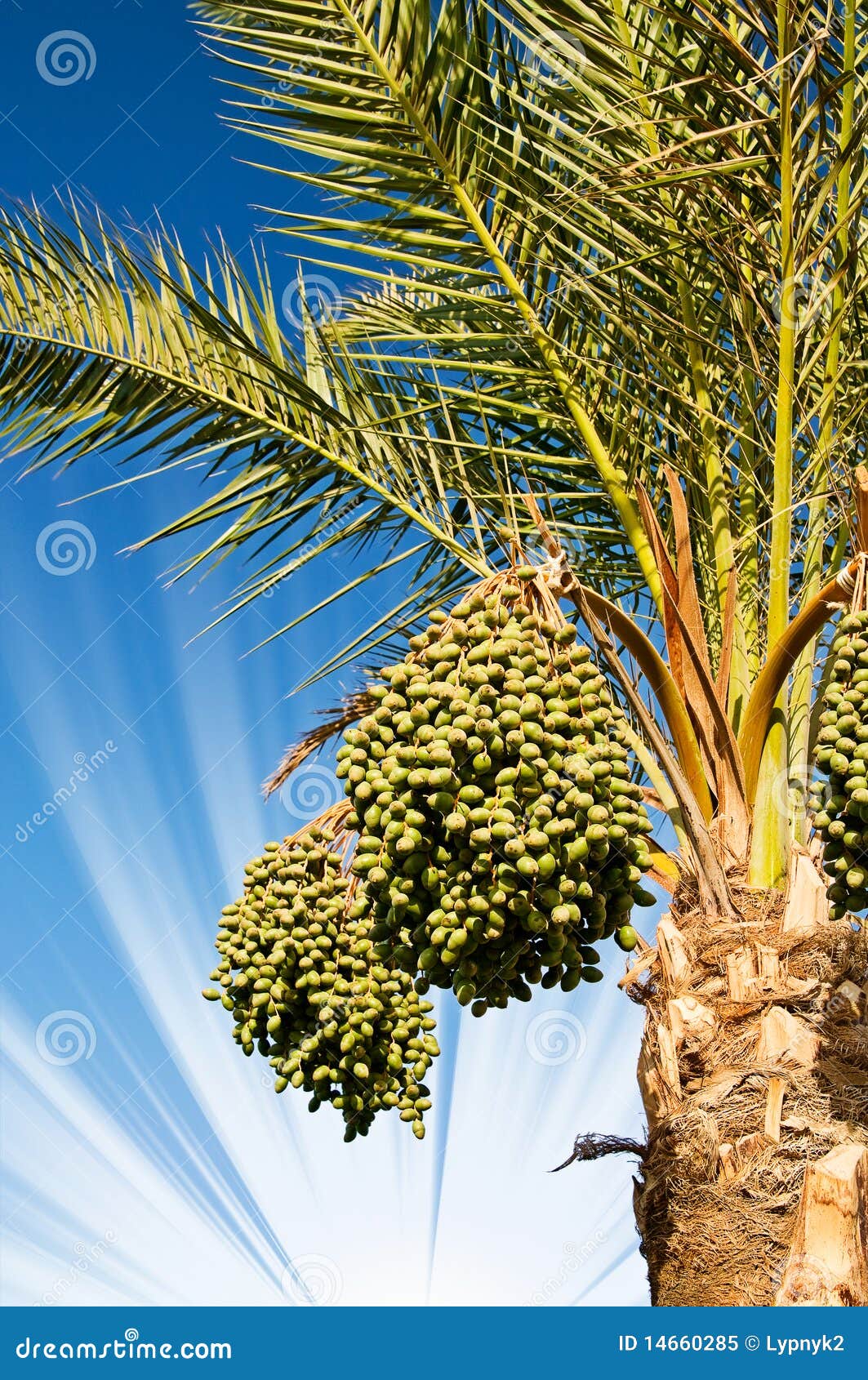Palma Datilera Con Los Manojos De Fechas. Imagen de archivo - Imagen de ...