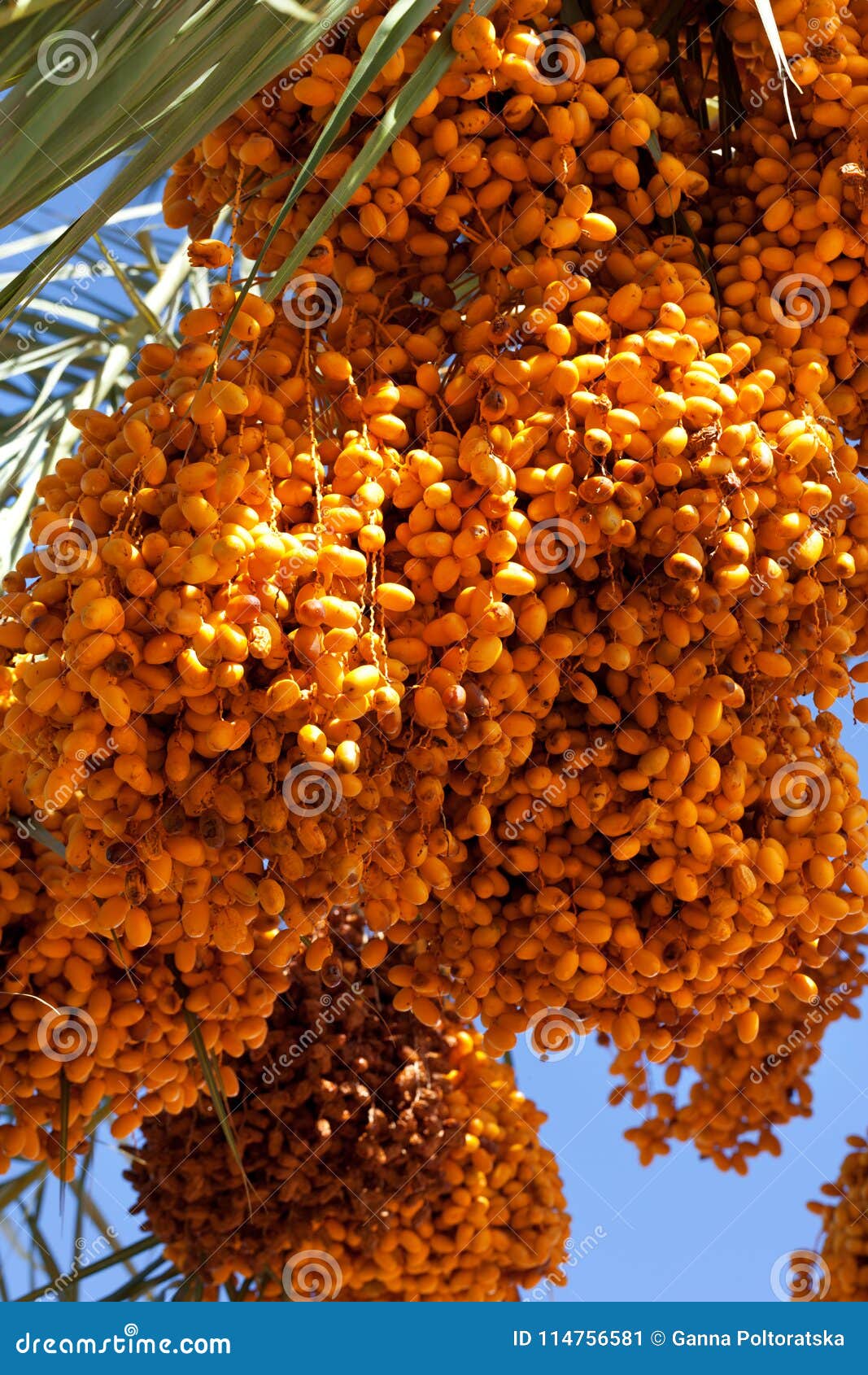 Palma Datilera Con Los Manojos De Fruta Imagen de archivo - Imagen de ...