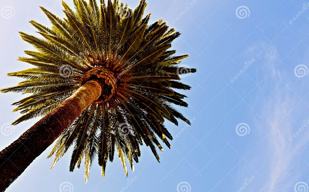 Palma datilera Crown34 foto de archivo. Imagen de tronco - 123608444