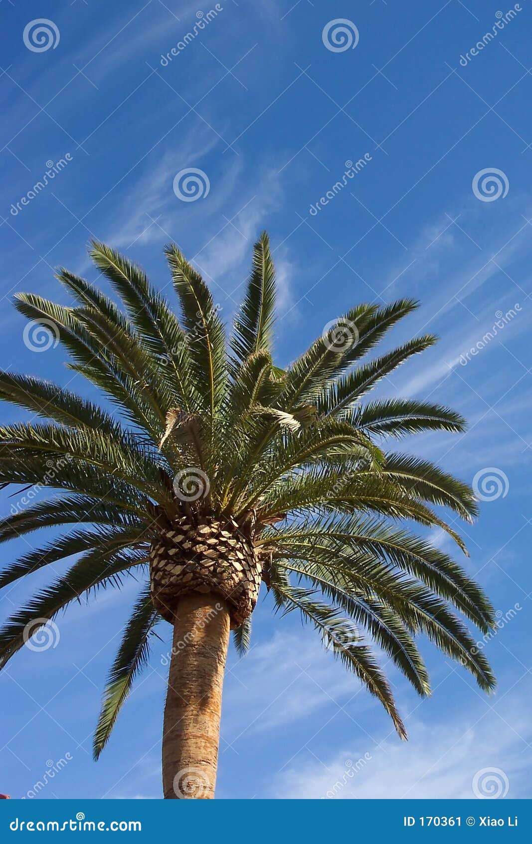 Palma datilera de Canarias imagen de archivo. Imagen de hoja - 170361