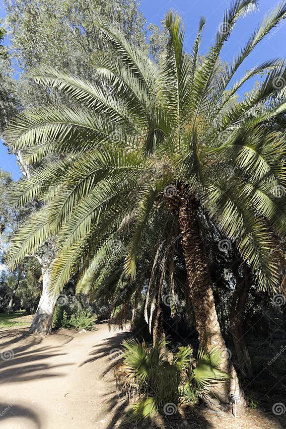 Palma datilera de Canarias imagen de archivo. Imagen de thompson - 38354163