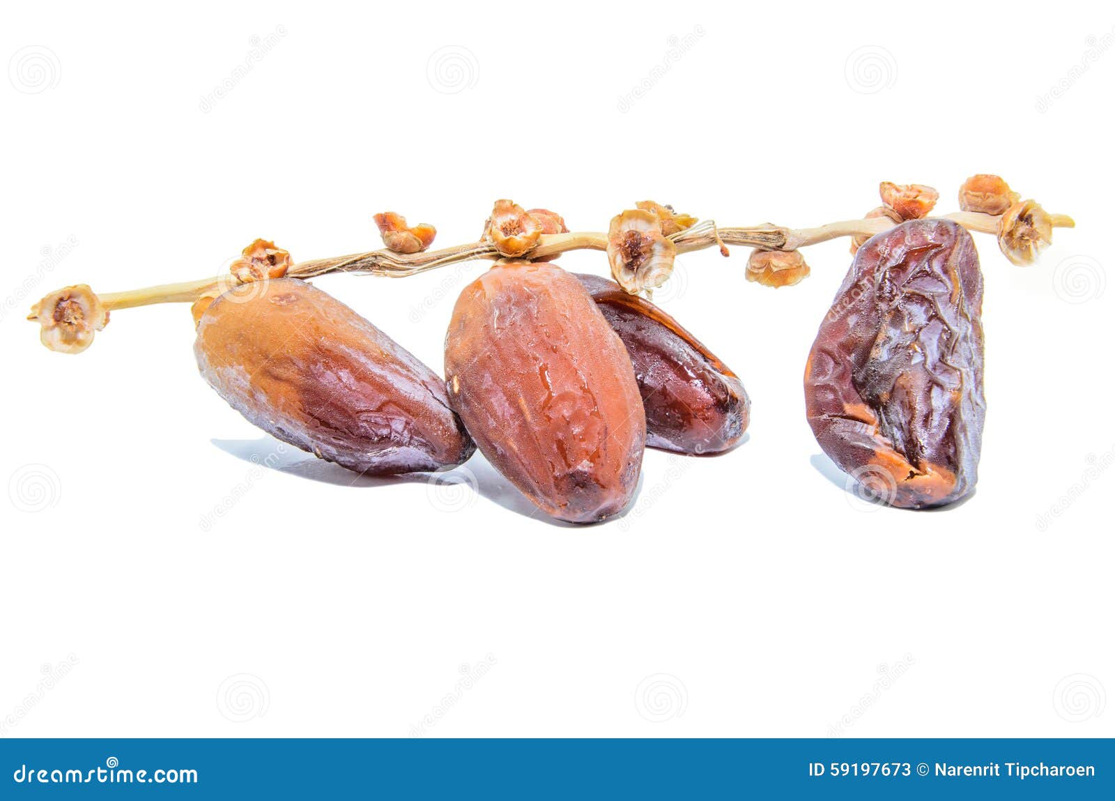 Palma datilera de la fruta imagen de archivo. Imagen de crudo - 59197673