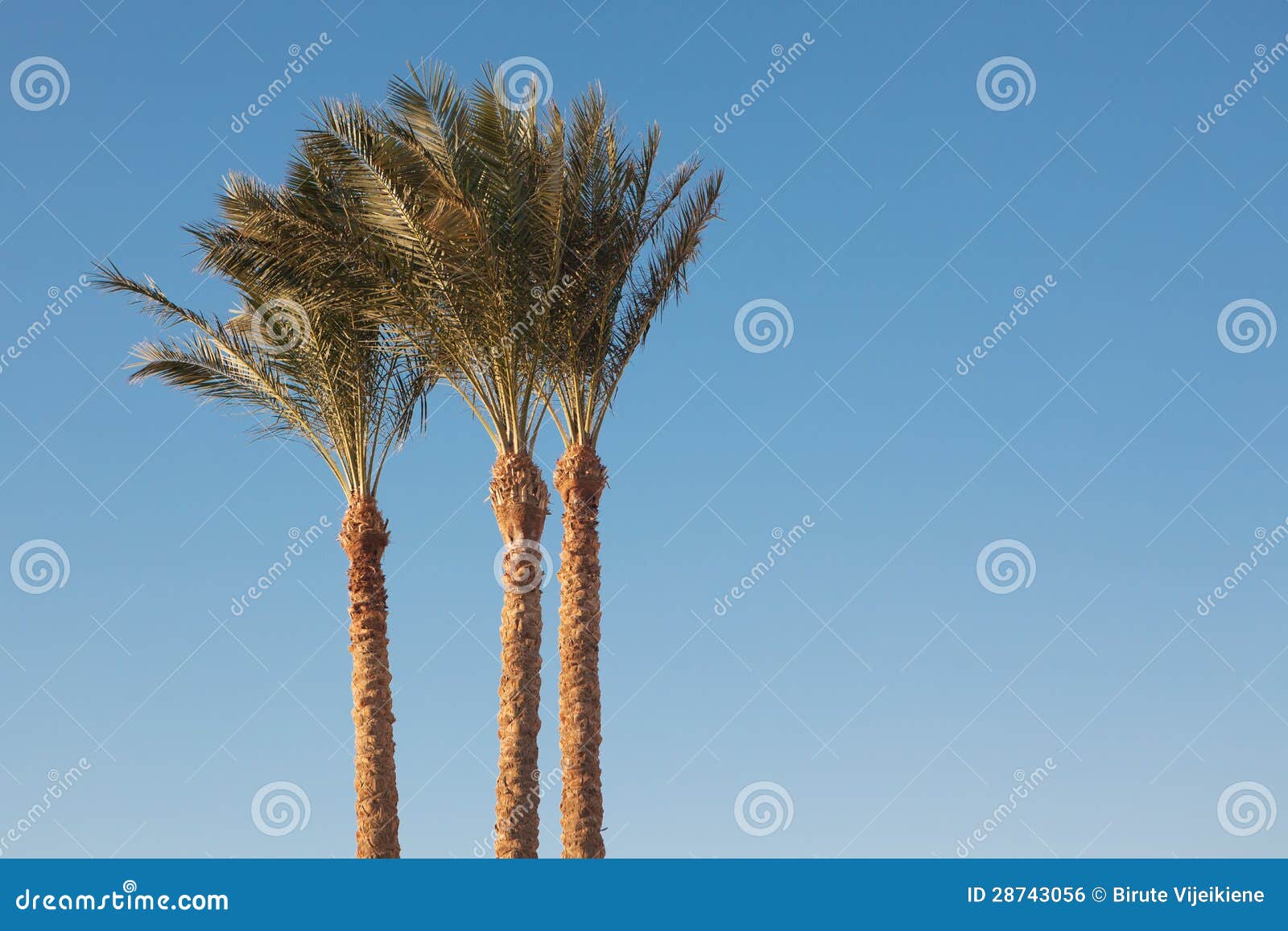 Palma datilera de plata foto de archivo. Imagen de plata - 28743056