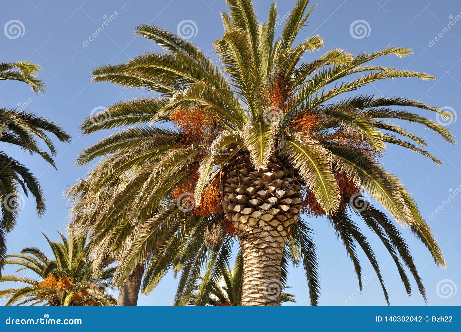 Palma datilera foto de archivo. Imagen de fechas, fruta - 140302042