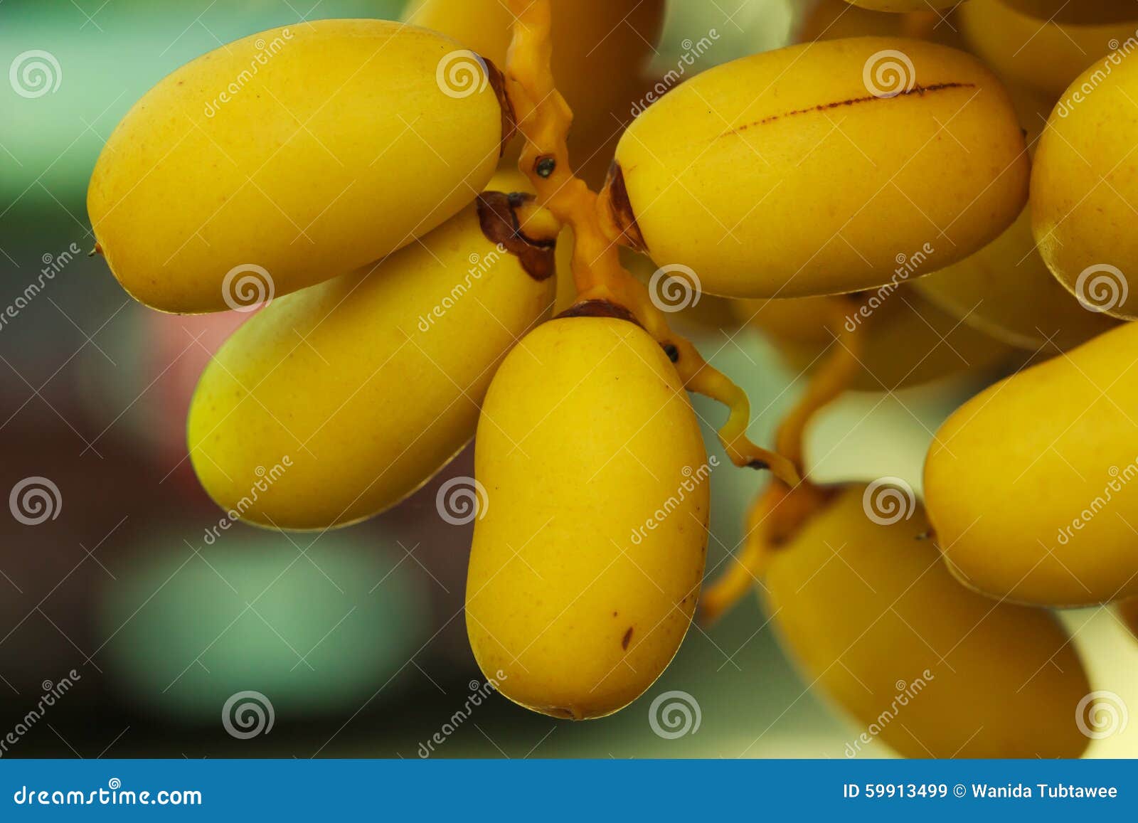 Palma Datilera, Palma, Flor, Planta Imagen de archivo - Imagen de ...
