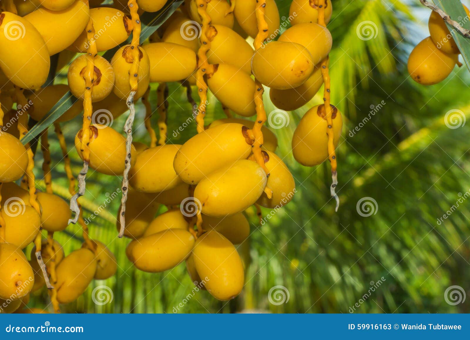Palma Datilera, Palma, Flor, Planta Imagen de archivo - Imagen de fecha ...