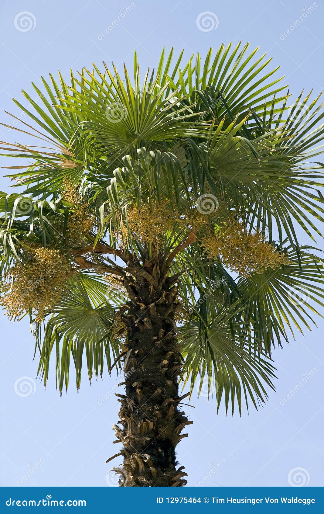 Palma Datilera (Phoenix Dactylifera) Foto de archivo - Imagen de ...