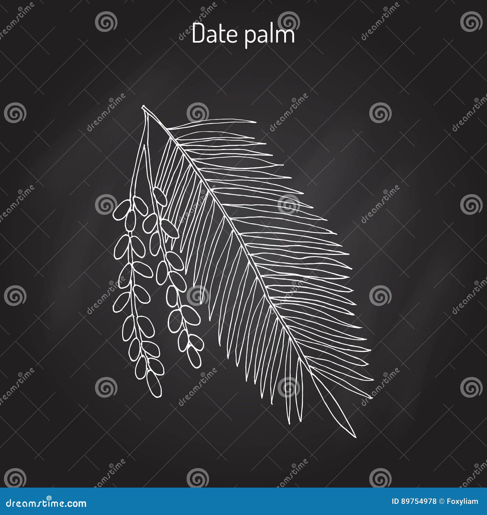 Palma Datilera Phoenix Dactylifera Ilustración del Vector - Ilustración ...