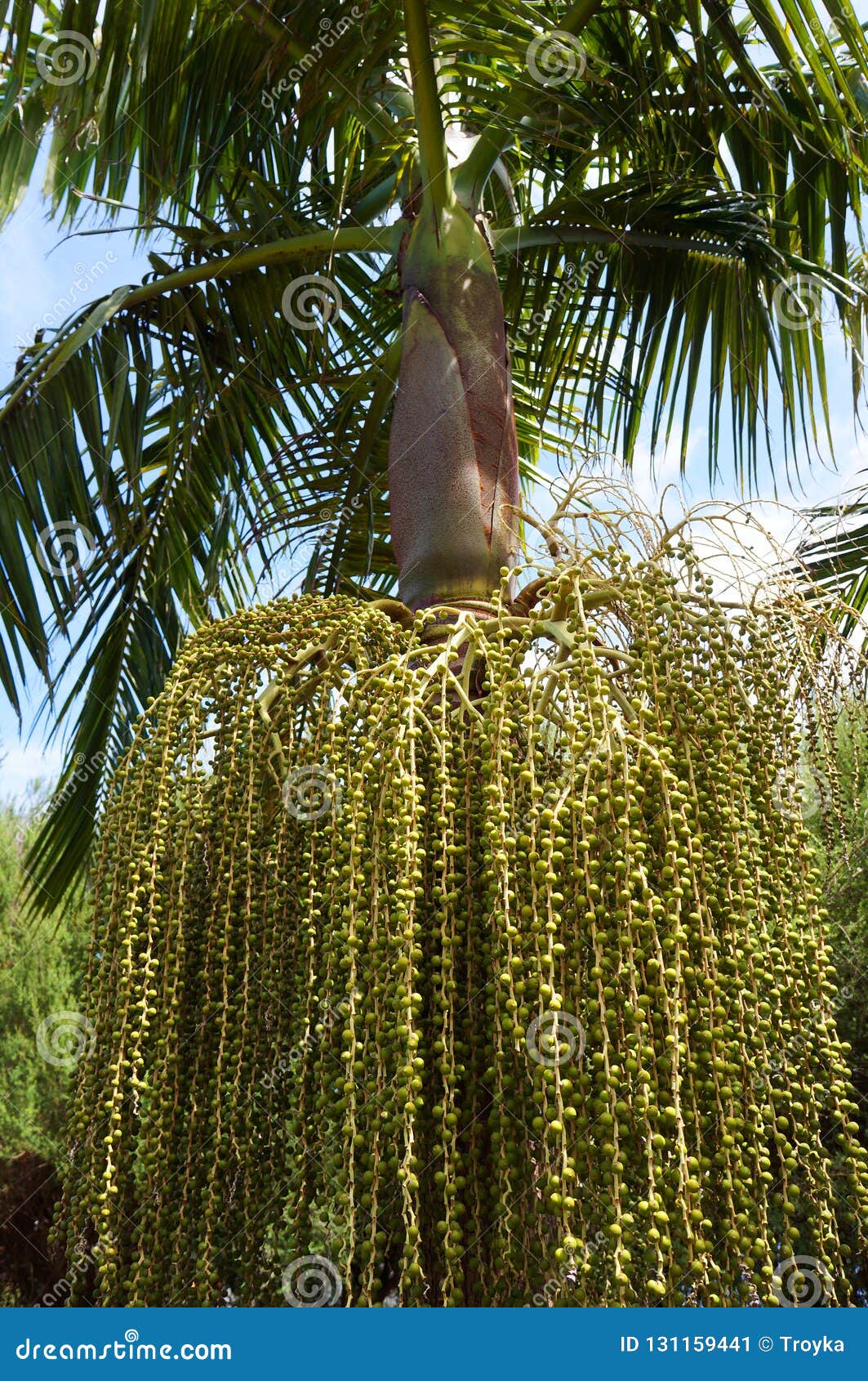 Palma Datilera Phoenix Dactylifera Con El Manojo De Frutas Imagen de ...