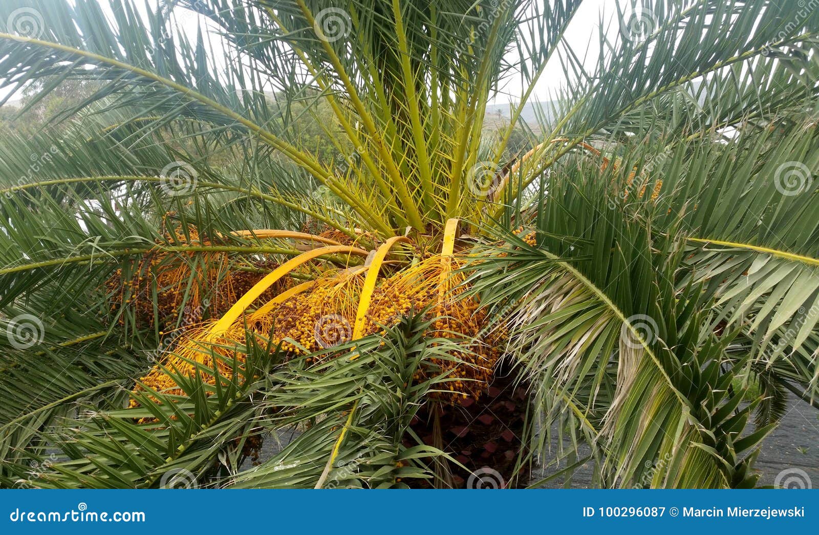 Palma Datilera/Phoenix Dactylifera Con Las Frutas Imagen de archivo ...