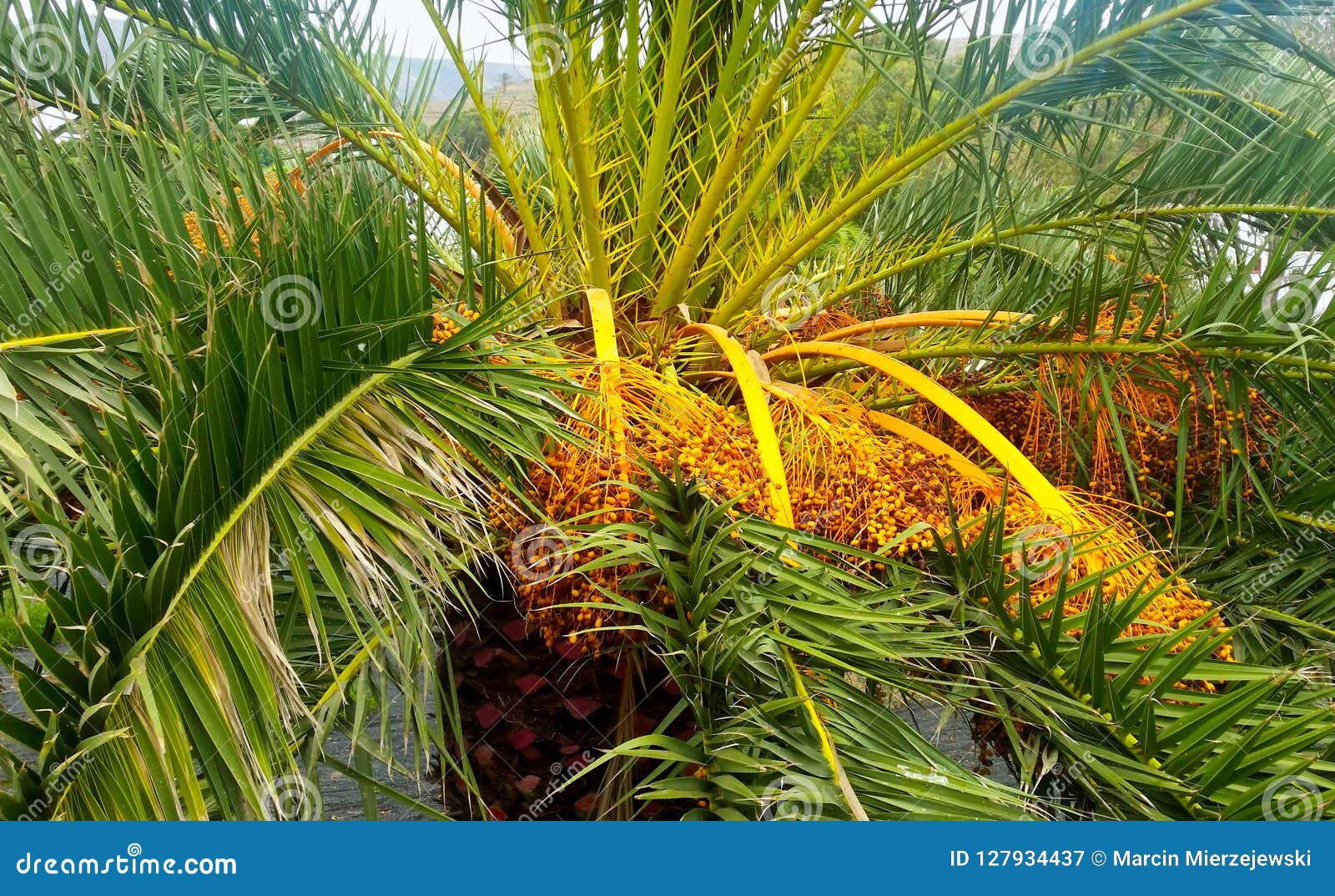 Palma Datilera/Phoenix Dactylifera Con Las Frutas Imagen de archivo ...