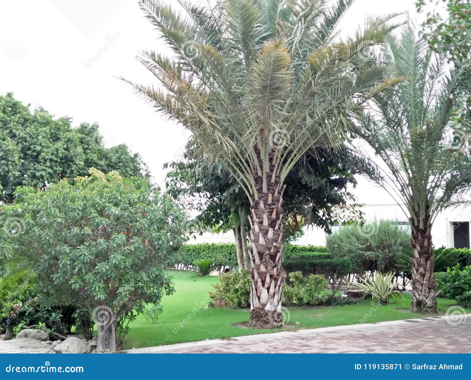 PALMA DATILERA, PHOENIX DECTYLIFERA Imagen de archivo - Imagen de ...