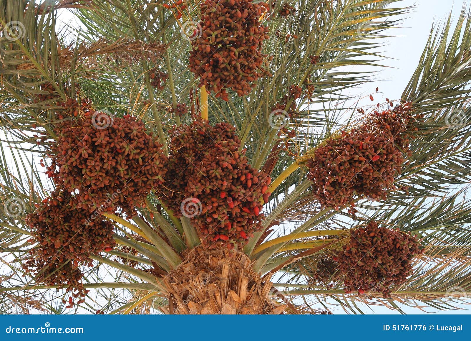 Palma Datilera Por Completo De Frutas Foto de archivo - Imagen de ...
