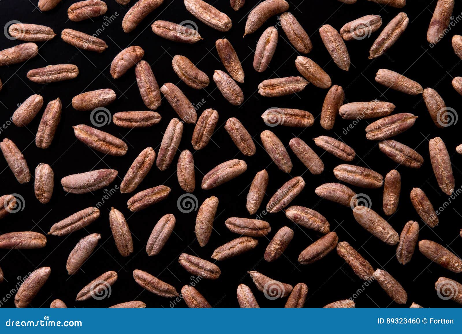 Palma Datilera Semillas De La Palma Datilera Foto de archivo - Imagen ...